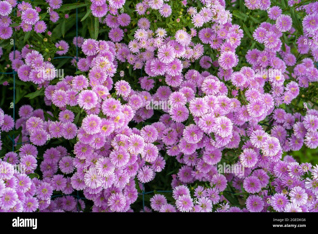 Margaret flower hi-res stock photography and images - Alamy