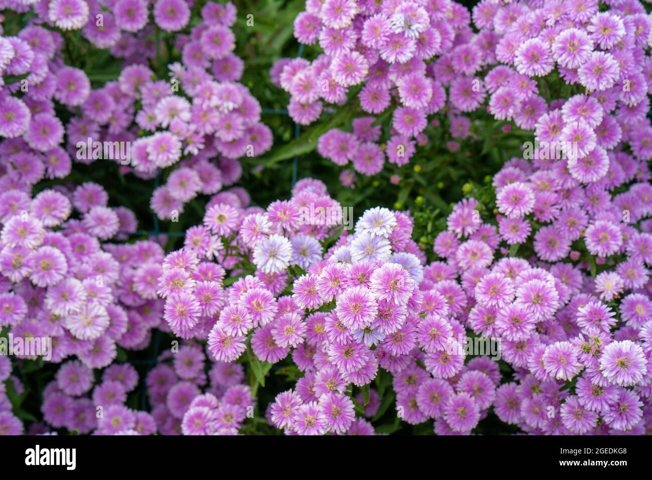 Margaret field hi-res stock photography and images - Alamy