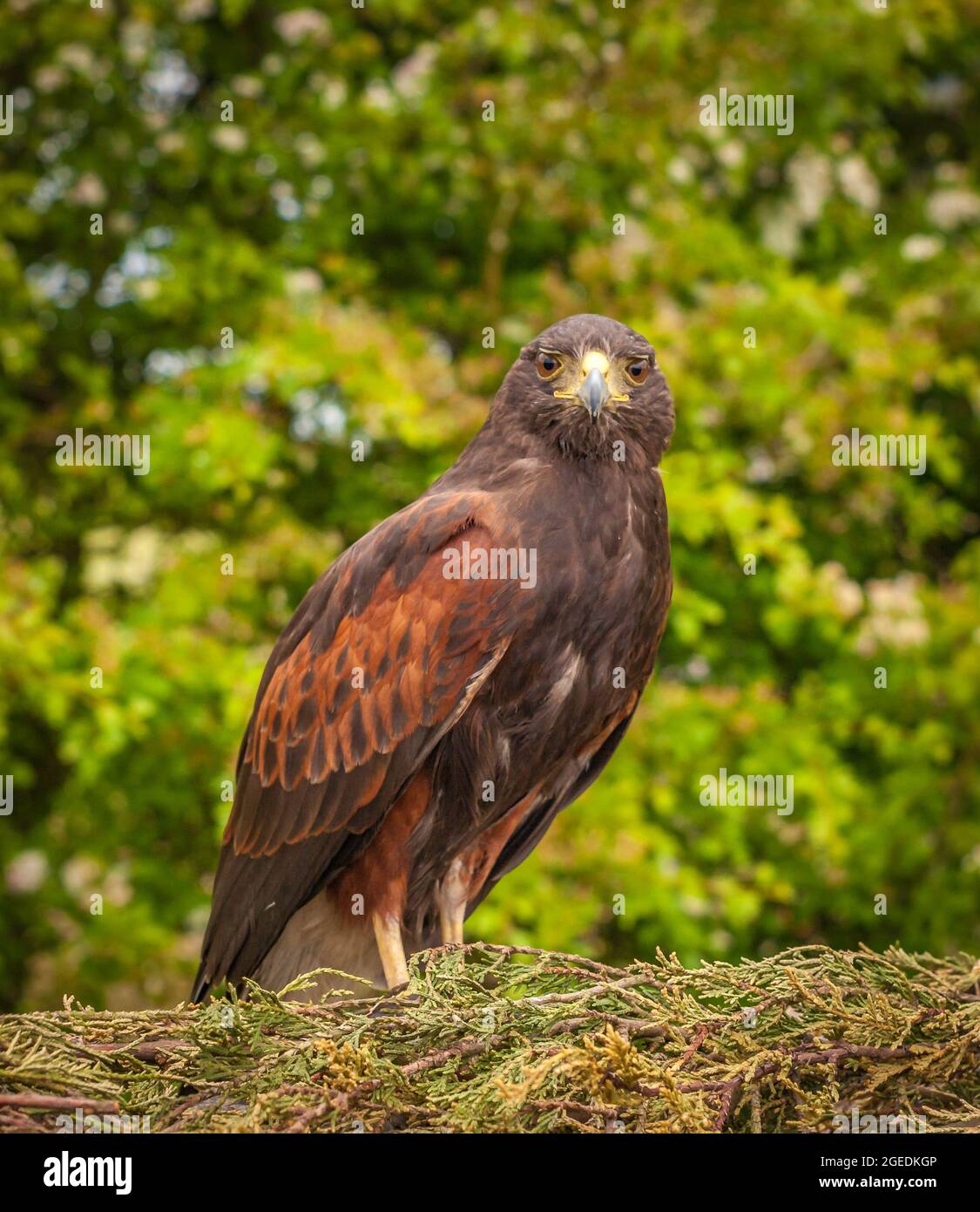 Harris hawk and talons hi-res stock photography and images - Alamy