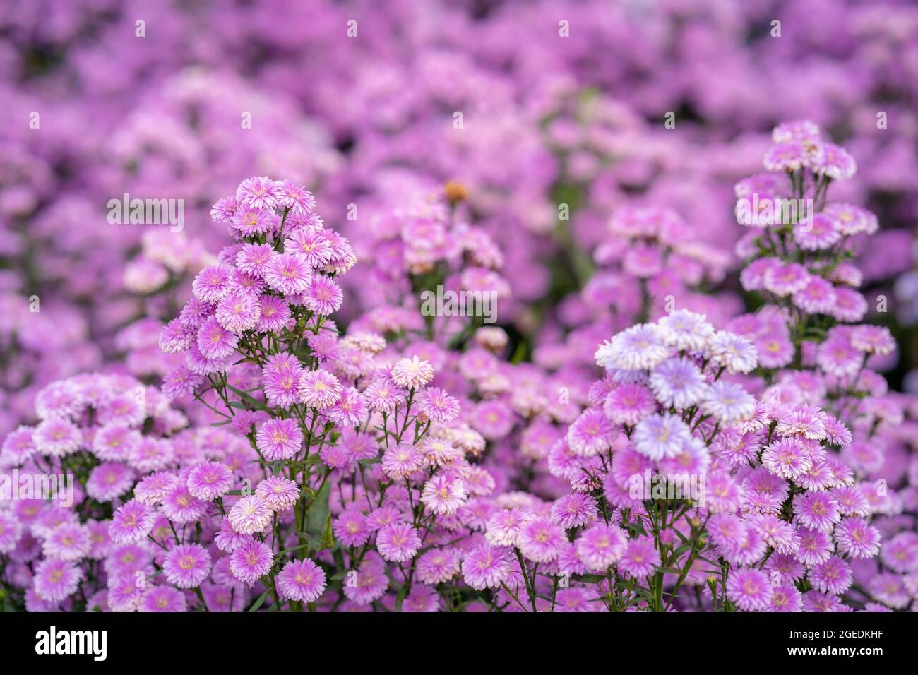 Margaret field hi-res stock photography and images - Alamy