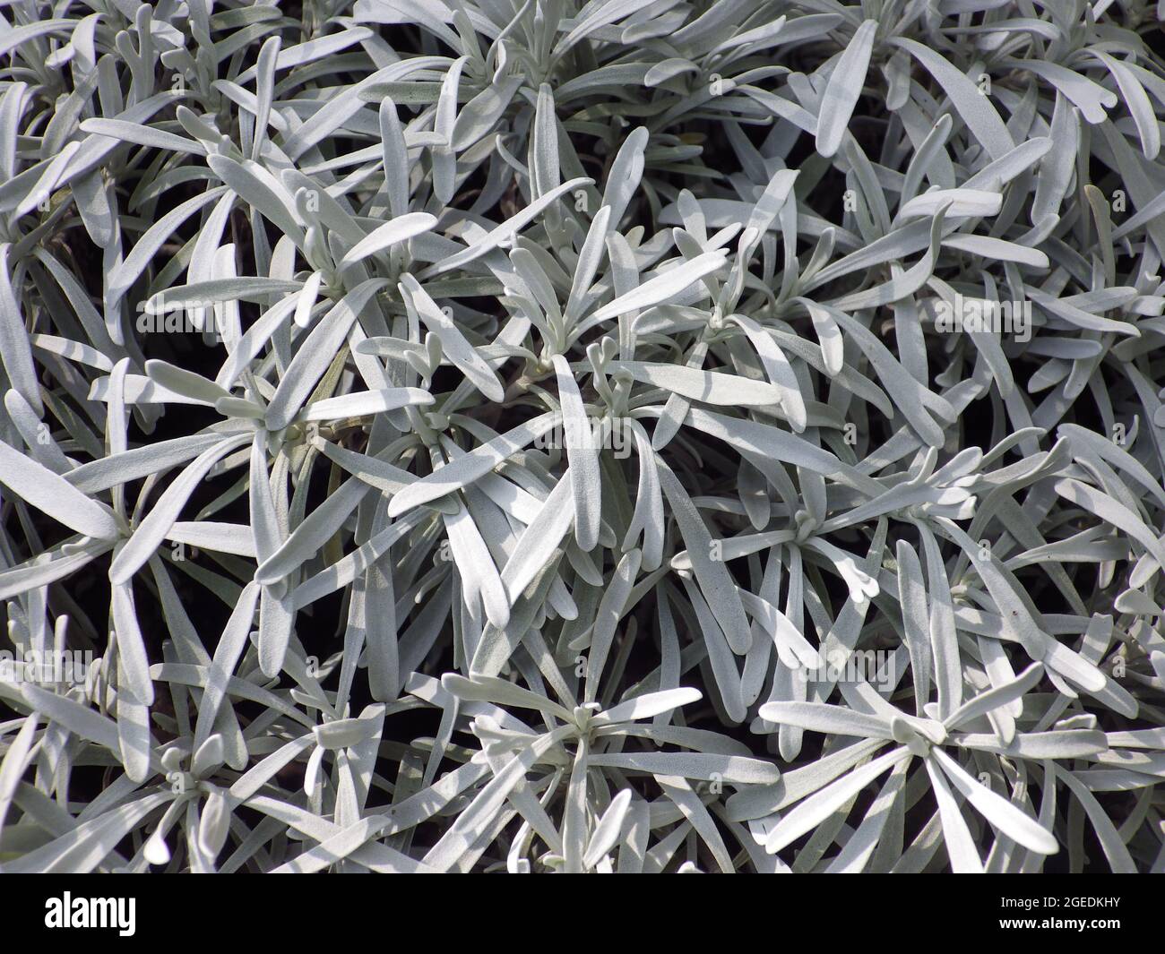 Silver helichrysum hi-res stock photography and images - Alamy