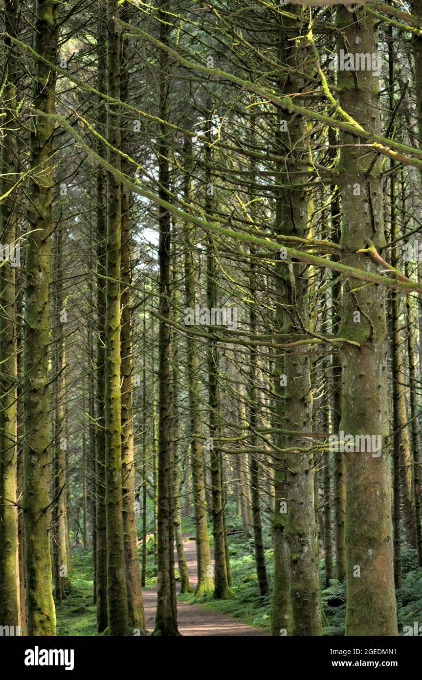 Forest of fir trees, Isle of Arran, Scotland Stock Photo - Alamy