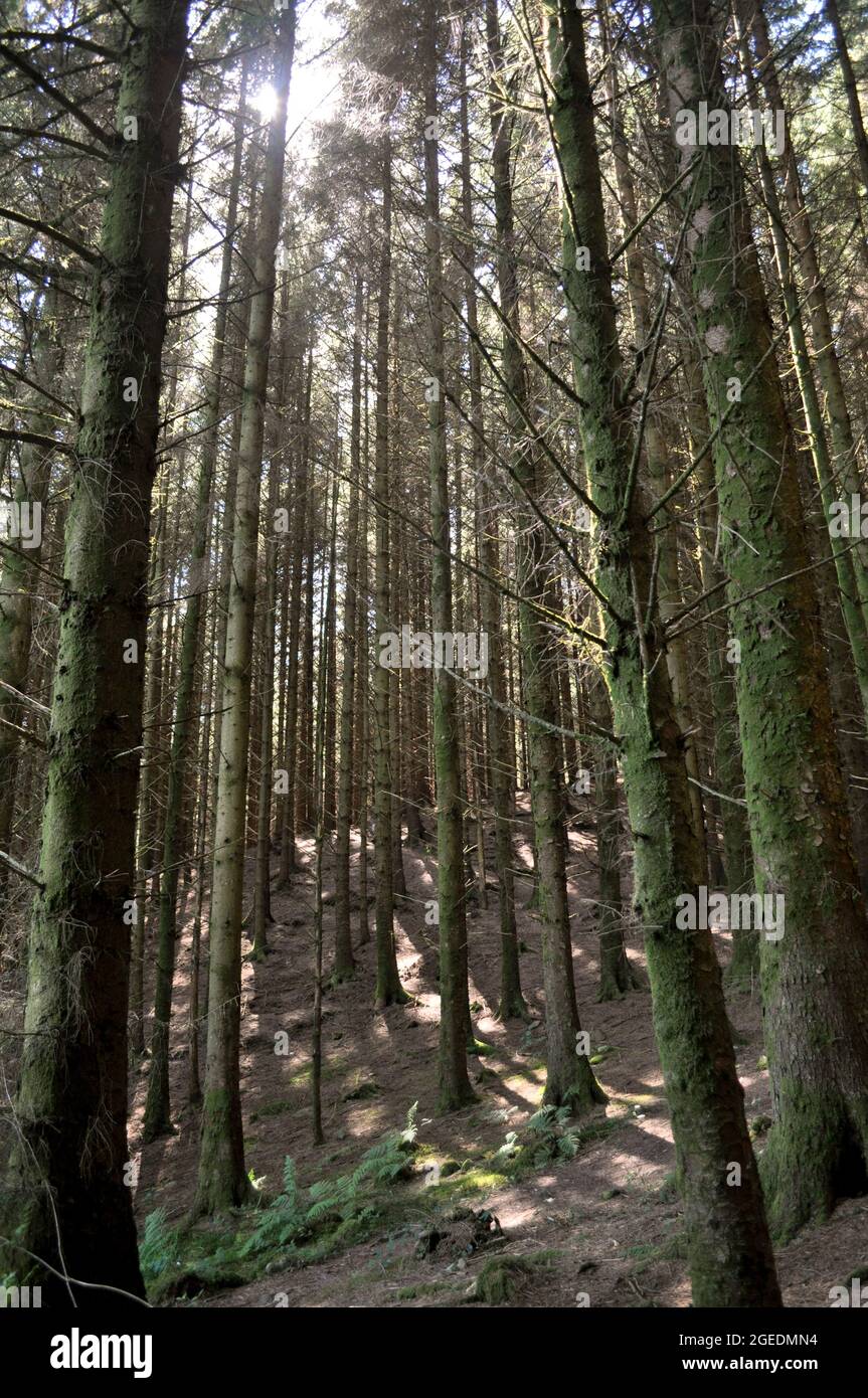 Sun light shining through a forest of fir trees, Isle of Arran ...