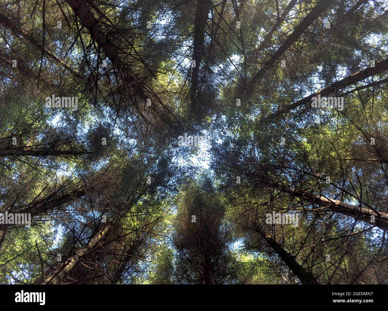 Canopy of trees hi-res stock photography and images - Alamy
