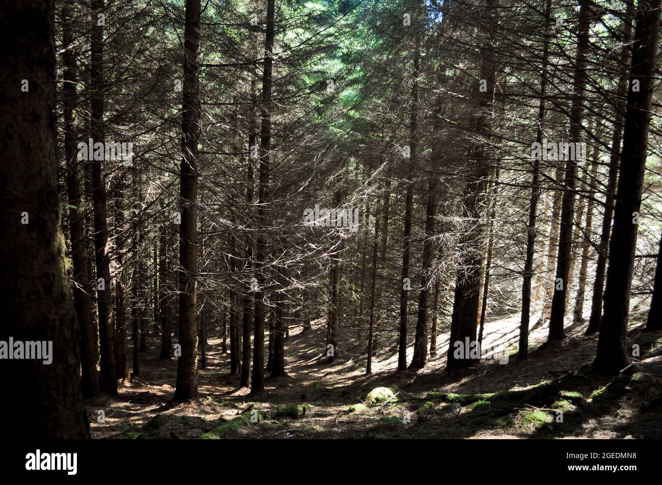 Forest of fir trees with dappled sunlight, Isle of Arran, Scotland ...