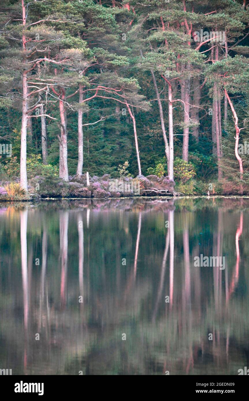 Trees at the edge of a Loch Stock Photo - Alamy