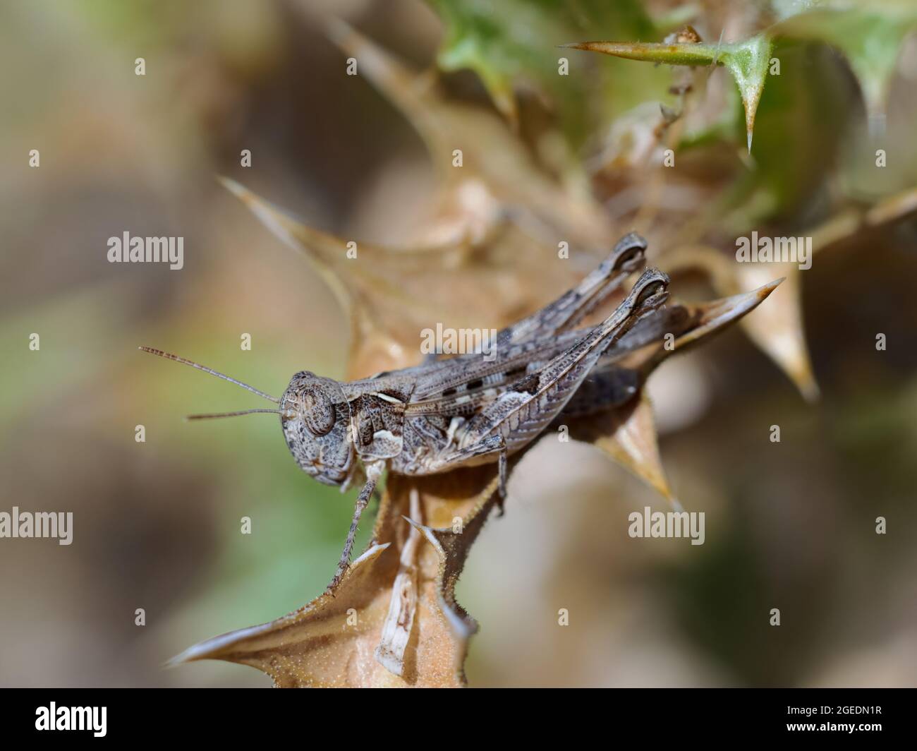 Shallow focus shot thistle hi-res stock photography and images - Alamy