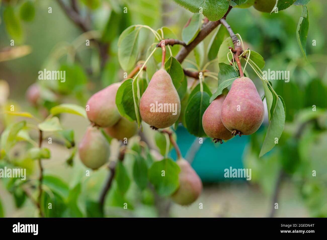 Ripe delicious pears hanging from a tree branch in the garden. Growing ...