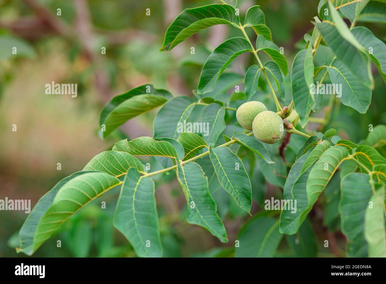 Nut tree on the branches of which grow young green nuts. Growing ...