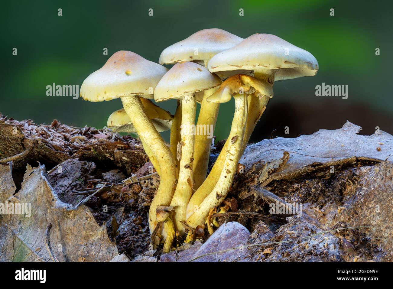 Close up of a green leaved brimstone mushroom on a tree trunk against a ...