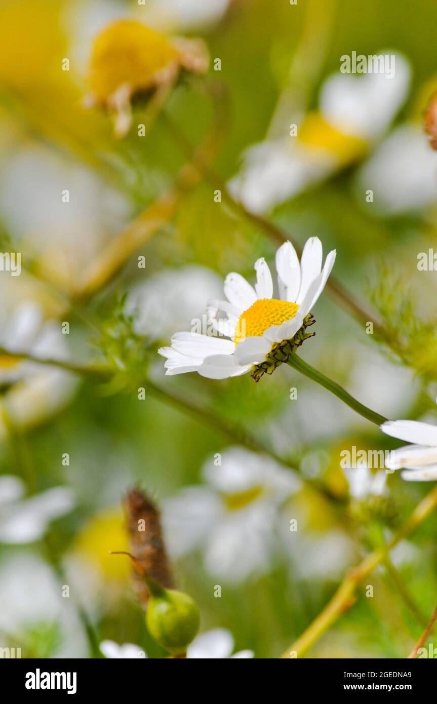 Wild camomile daisy flowers growing by the roadside in summertime ...