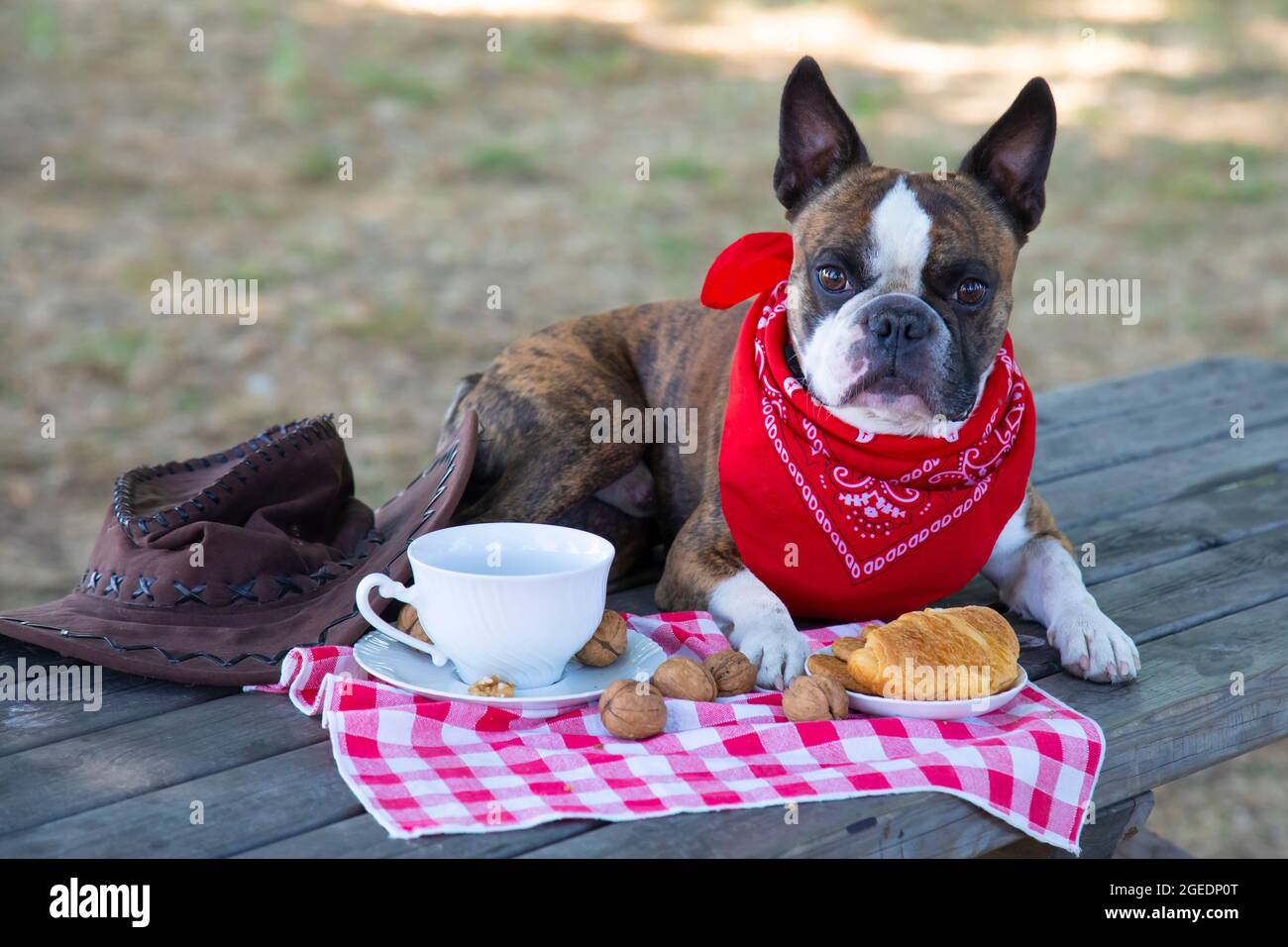 french bulldog dressed like a cowboy eating breakfast like a man . he ...