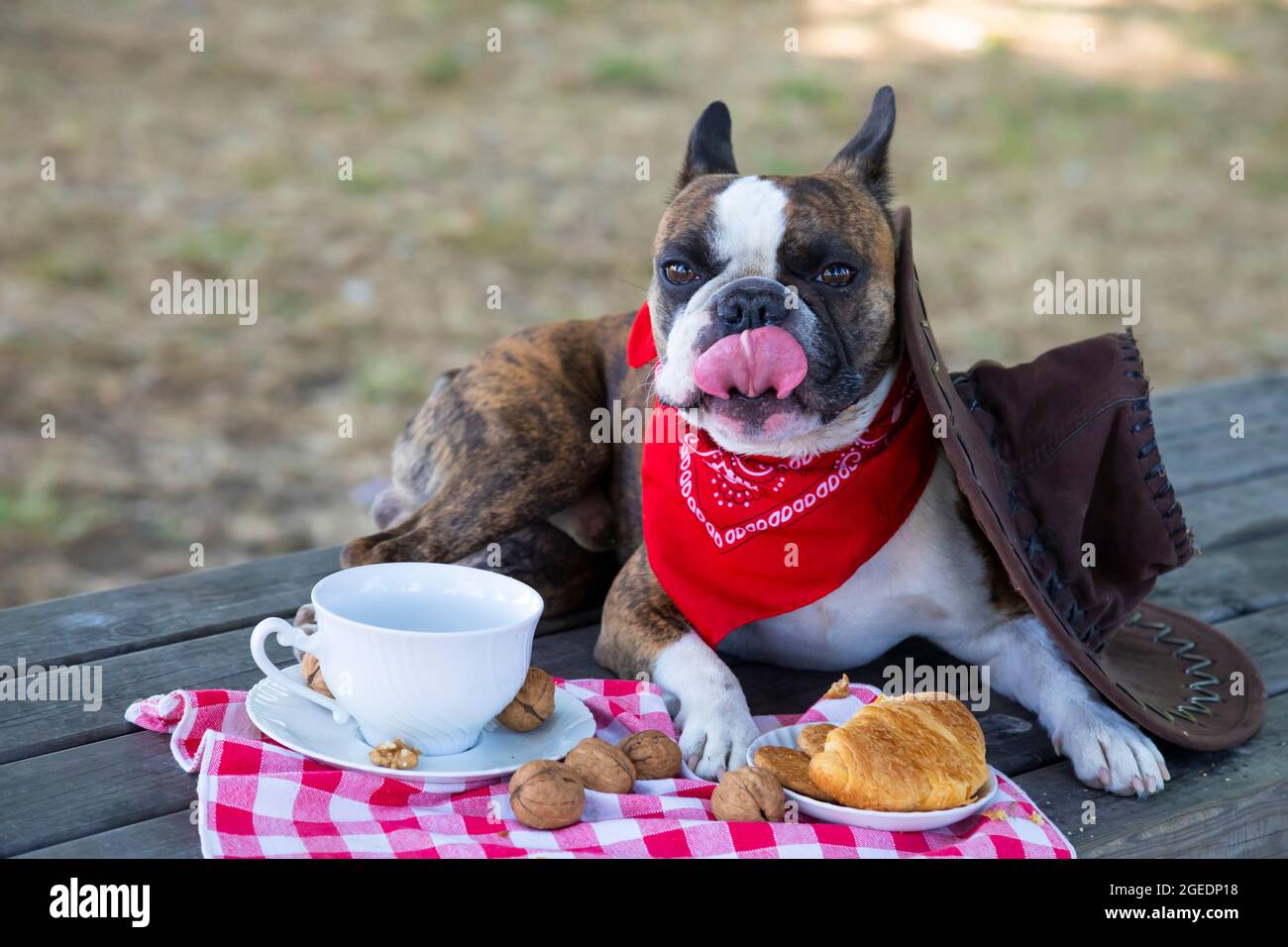 french bulldog dressed like a cowboy eating breakfast like a man . he ...