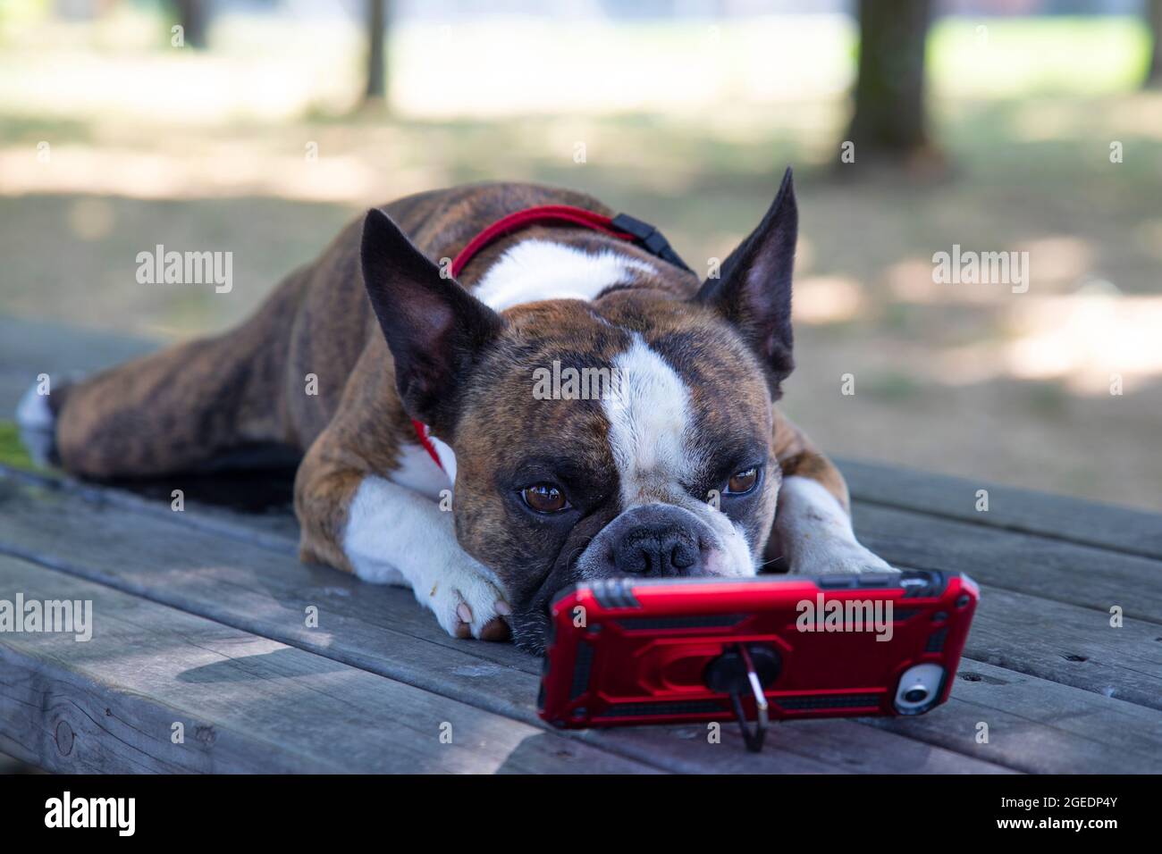 sad french bulldog bored and lying with the phone Stock Photo - Alamy