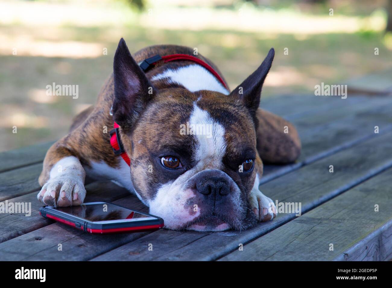 sad french bulldog bored and lying with the phone Stock Photo - Alamy