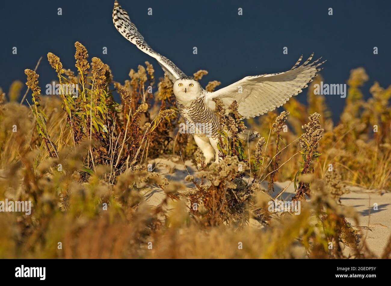 Snowy owl take-off flight in dramatic late afternoon November light ...