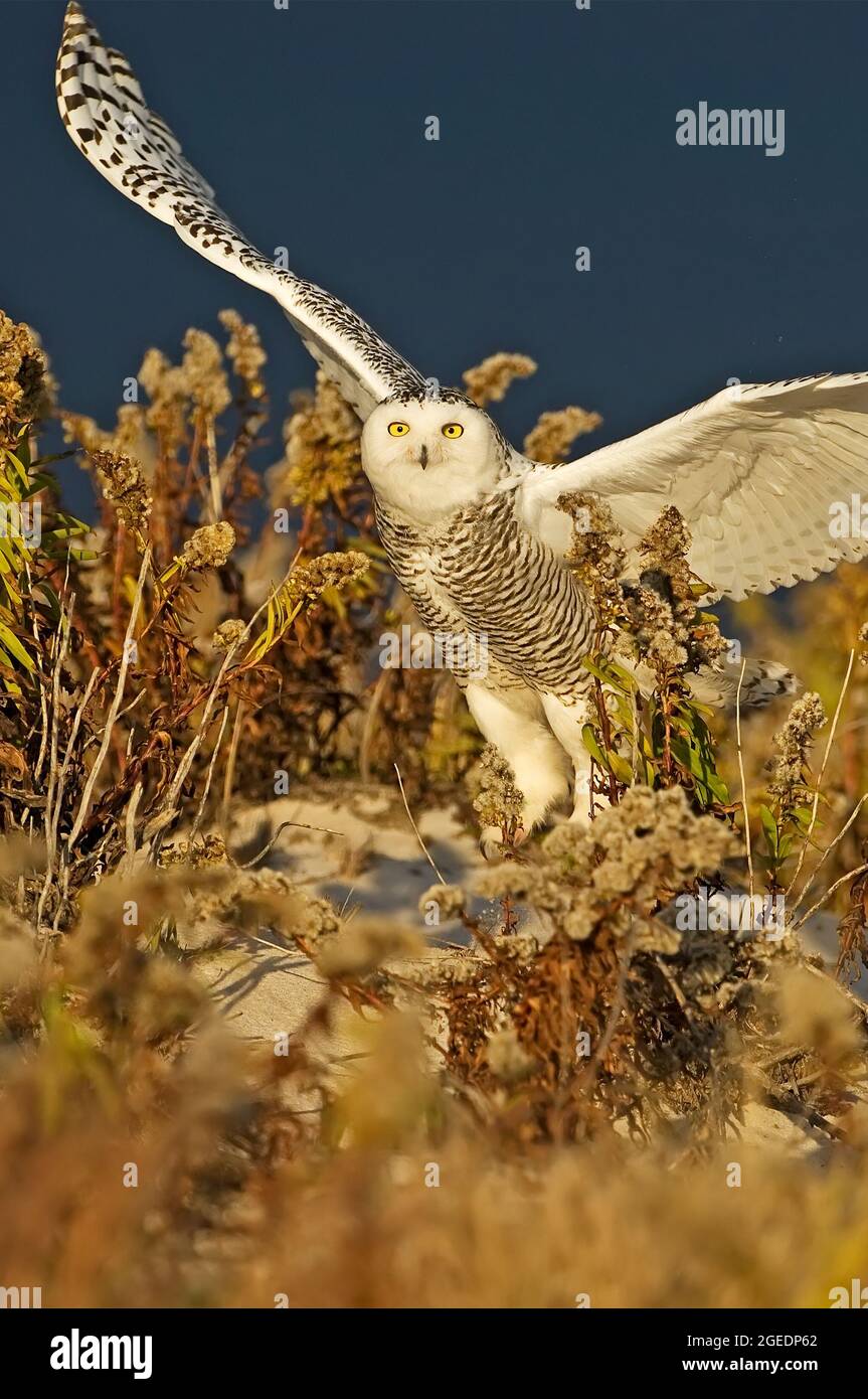 Snowy owl take-off flight in dramatic late afternoon November light ...