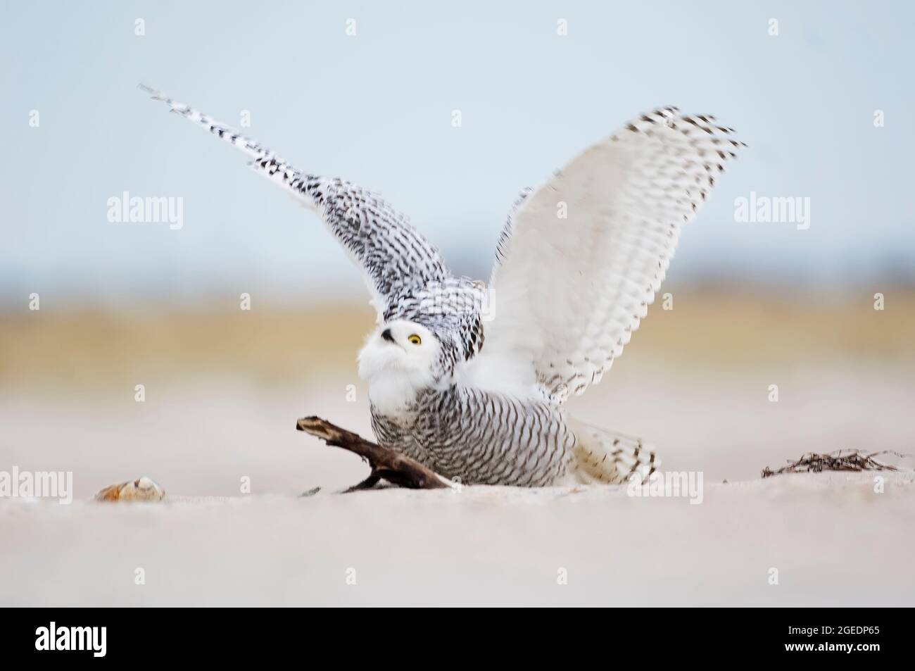 Birds posture hi-res stock photography and images - Alamy