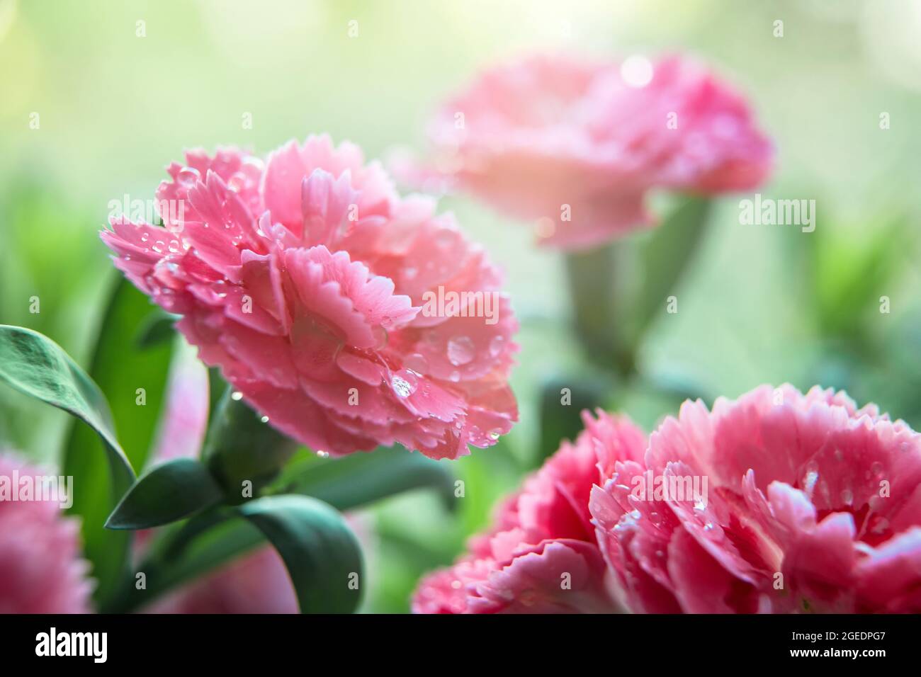 Wet carnation flower carnation flower hi-res stock photography and ...
