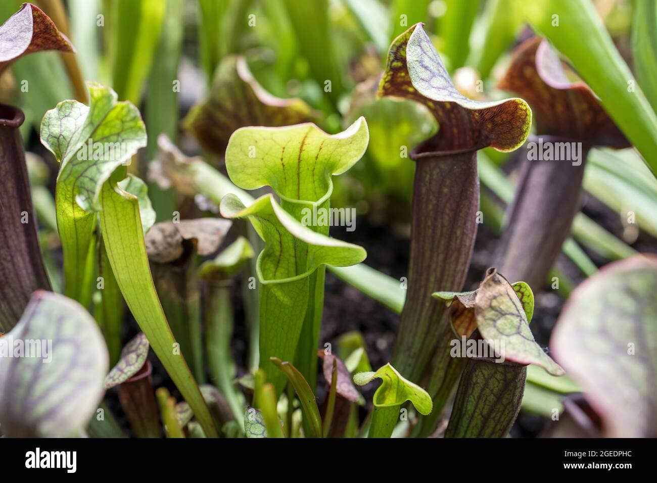 Insect eating plants hi-res stock photography and images - Alamy