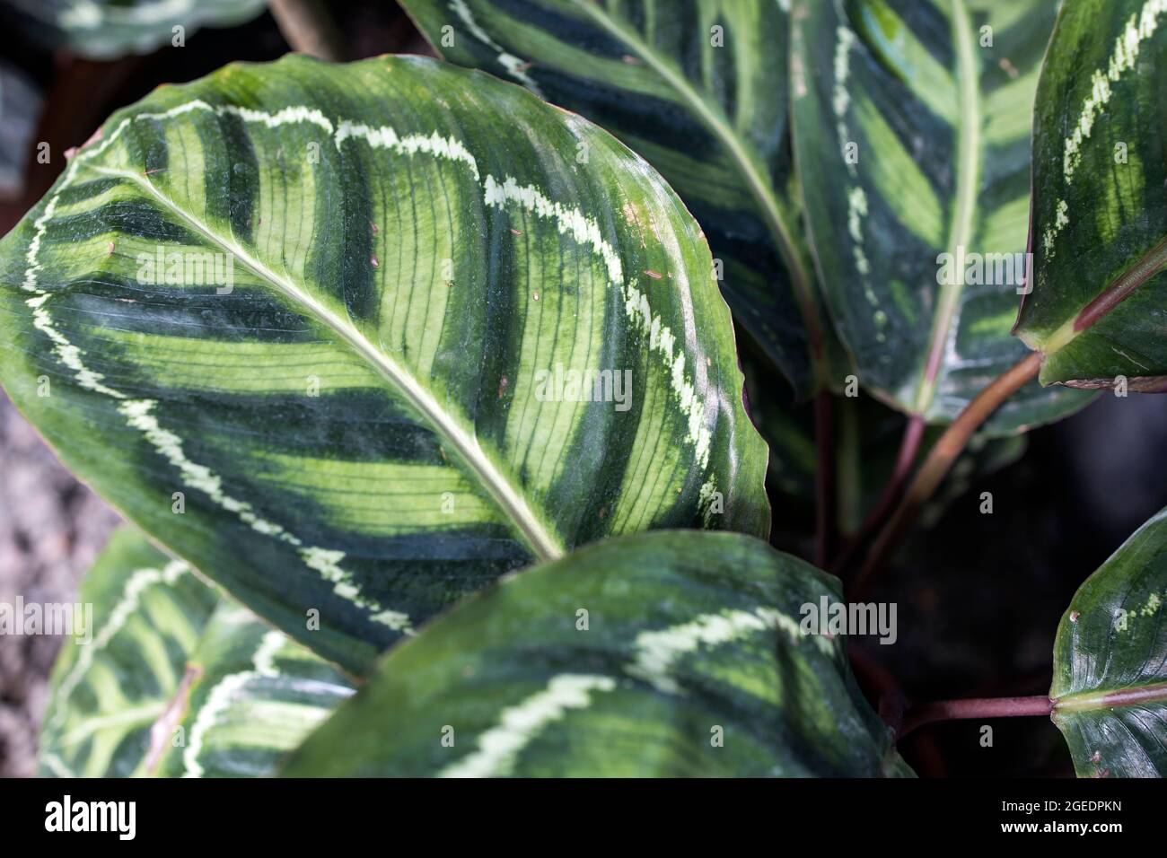 Calathea roseopicta Angela close-up. Place for text Stock Photo - Alamy