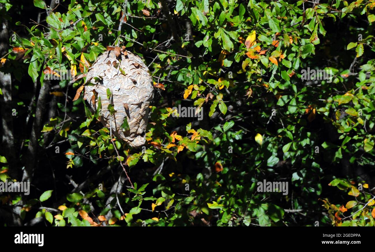 High big nest hi-res stock photography and images - Alamy
