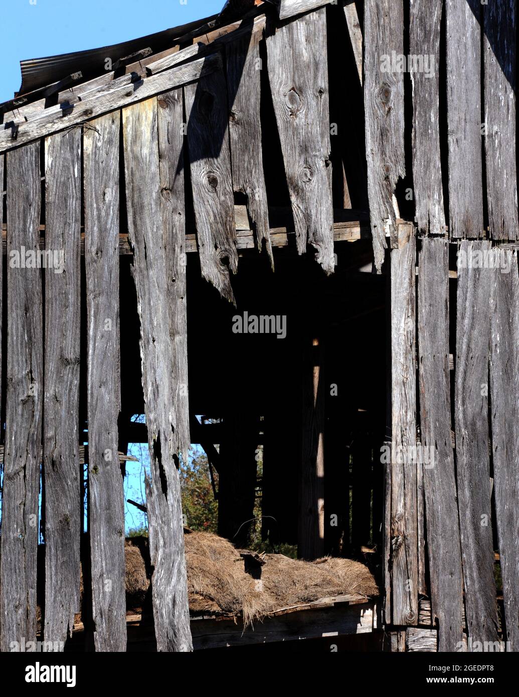 Decaying barn has rustic weathered boards. Loft has mildewing leftover ...