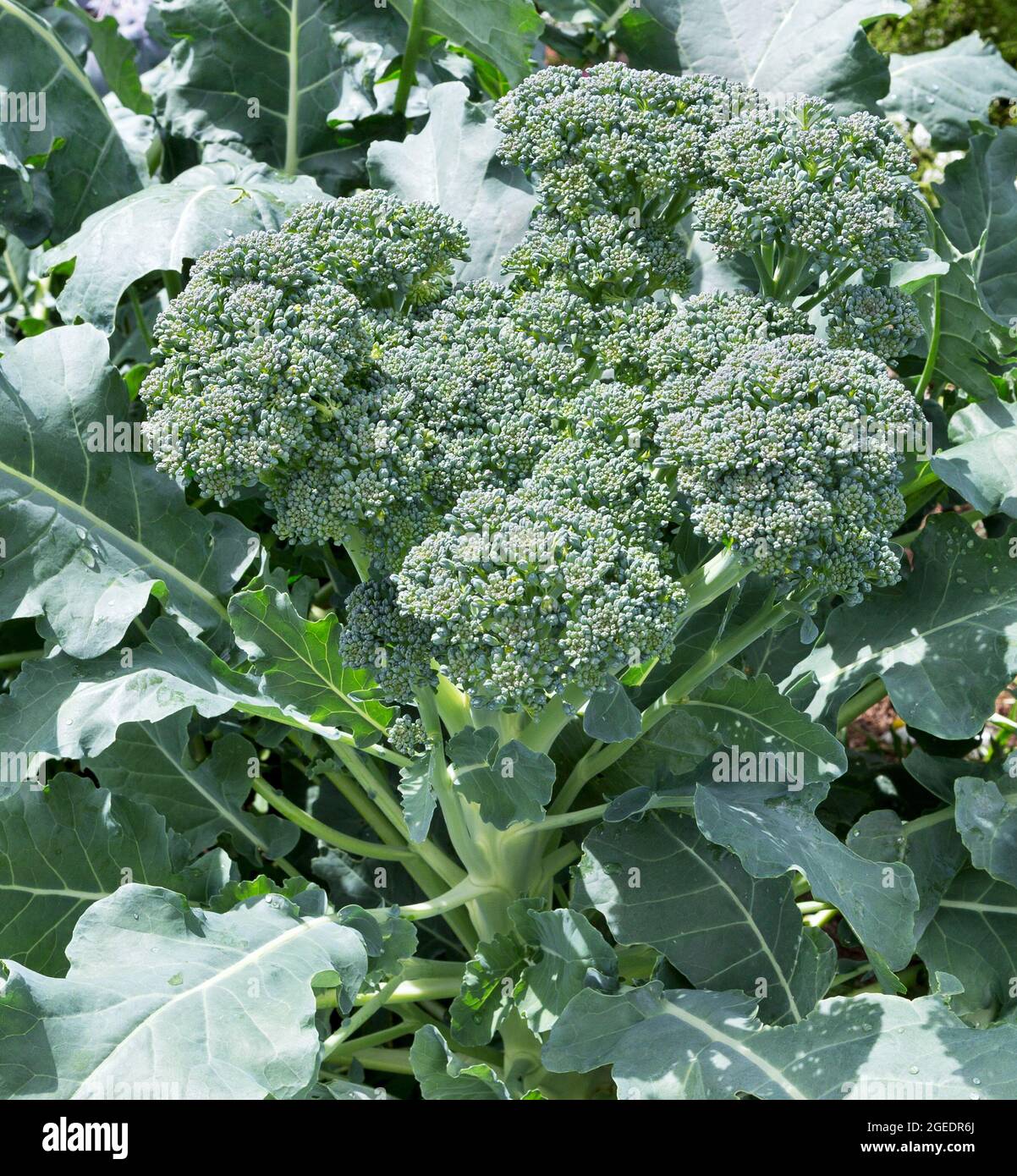 Broccoli cabbage. Broccoli Cabbage close up in a farm field. Cabbage ...