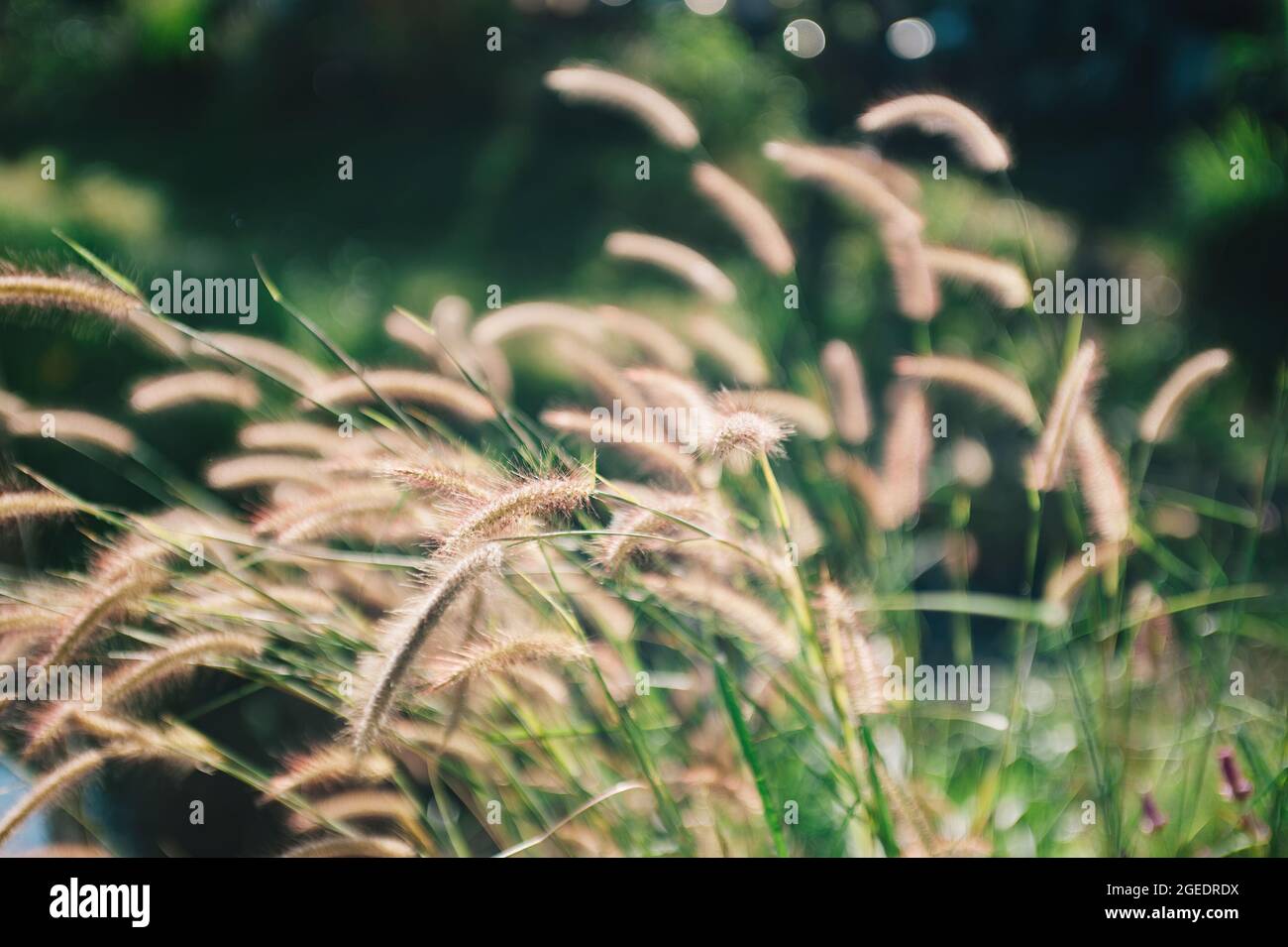 grass flowers in a fields at noon, shot with narrow focusing and partly ...