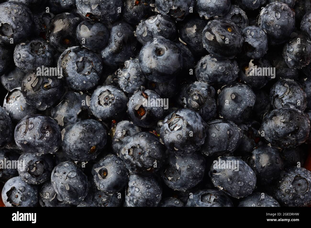 Fresh blueberry background. Texture blueberry berries close up Stock ...