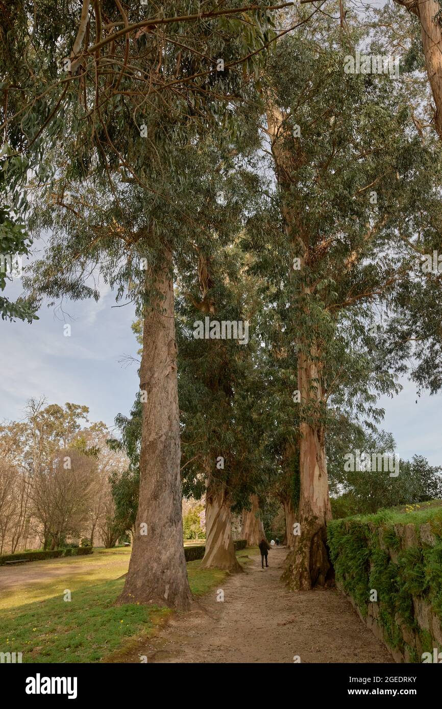 Old gum trees hi-res stock photography and images - Alamy