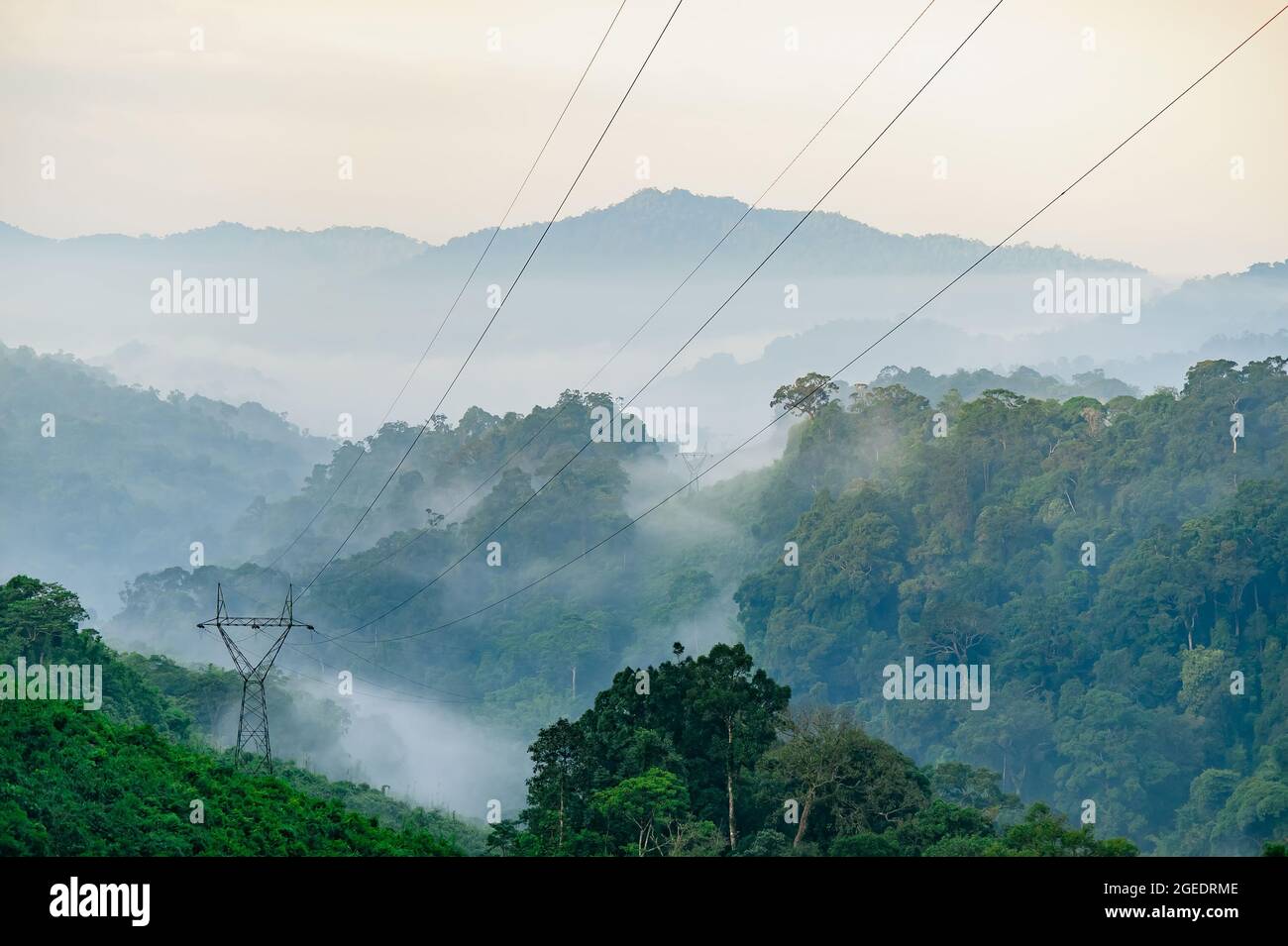 high voltage post in rainy forest with mist near by Stock Photo - Alamy