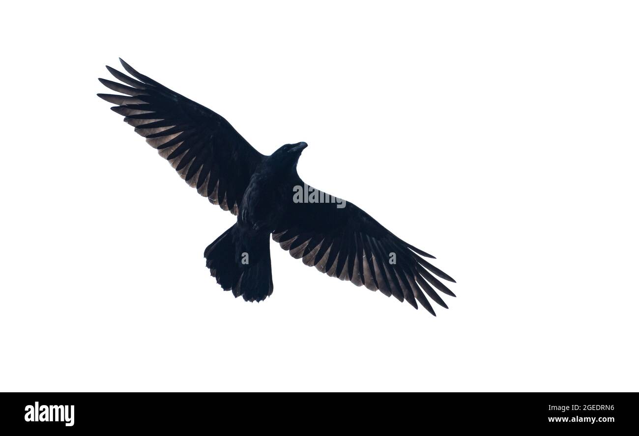 Raven mid flight wings hi-res stock photography and images - Alamy