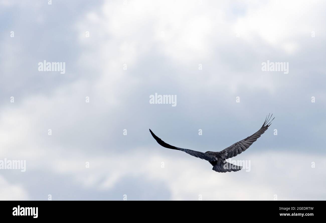 crow flies across the sky Stock Photo - Alamy