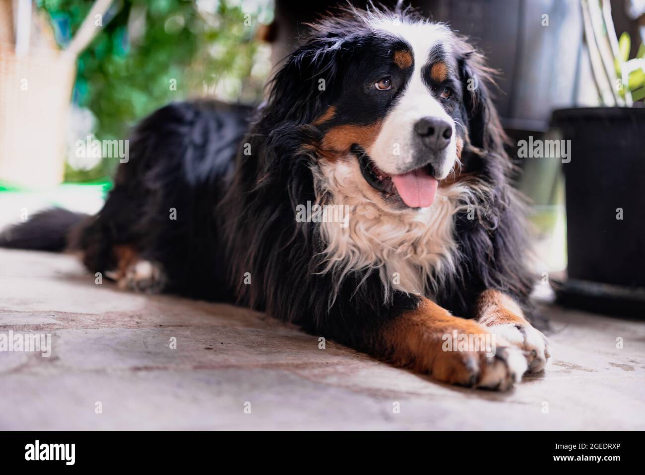 Cute fluffy Bernese mountain dog with a happy face, sitting on the ...