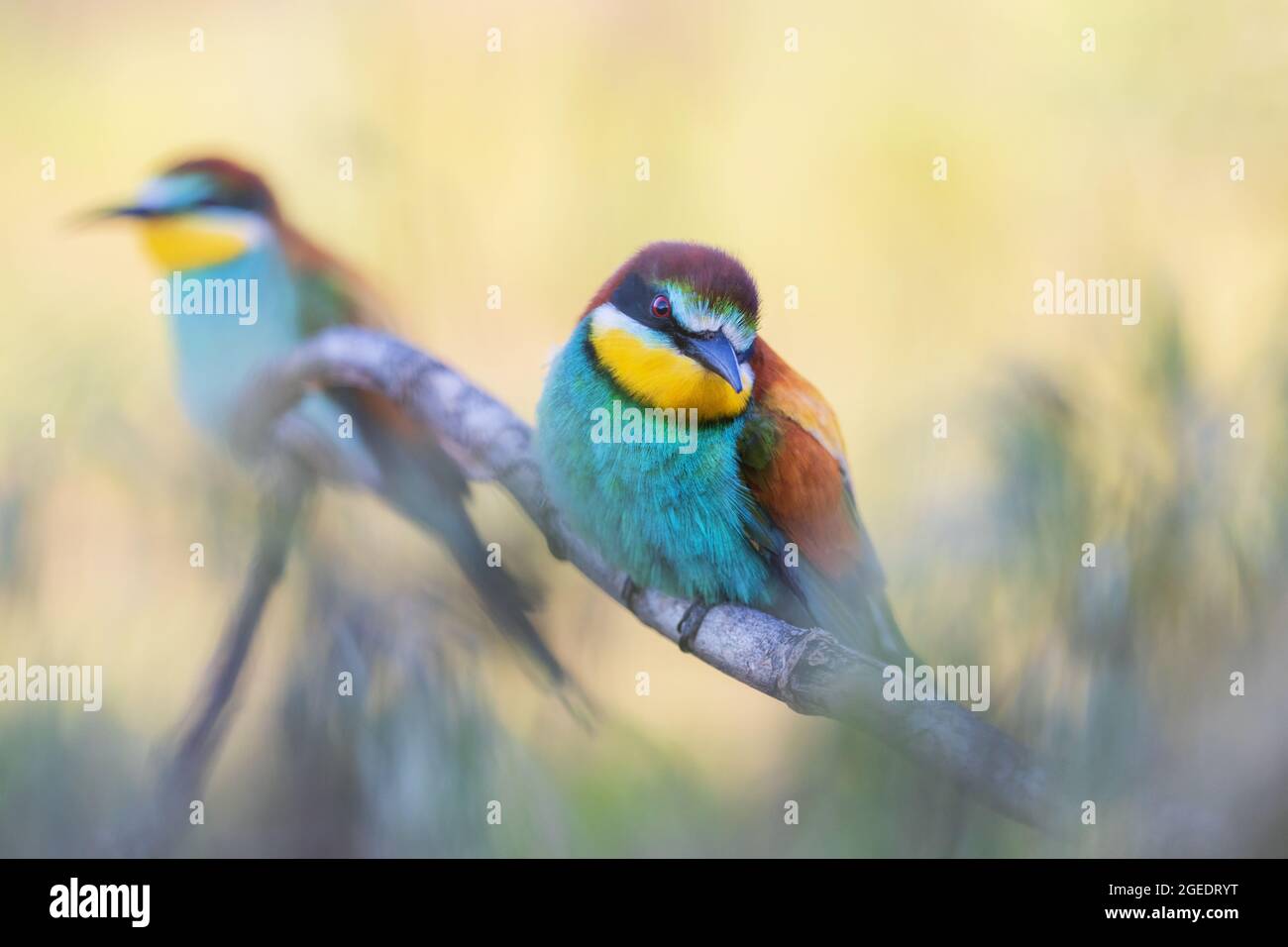 pair of beautiful colored birds Stock Photo - Alamy