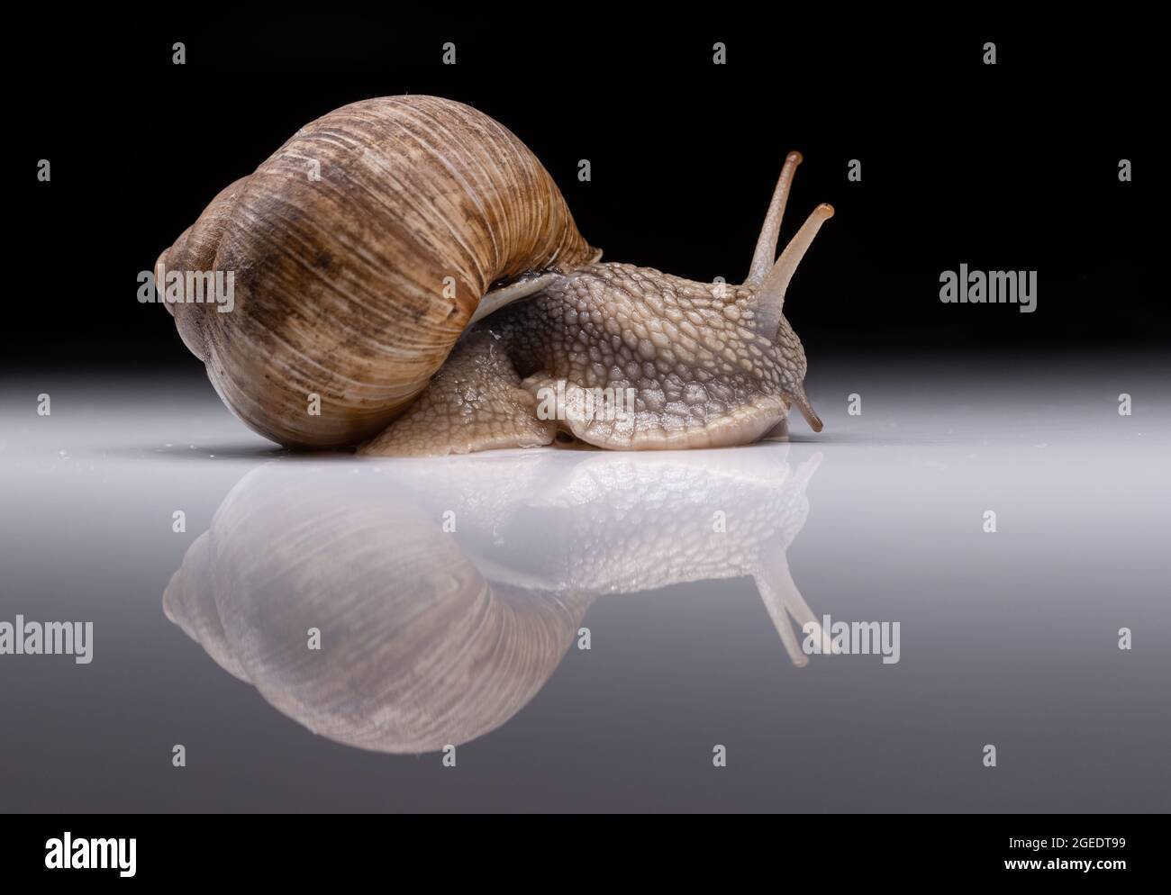 snail crawled out of the shell and showed horns Stock Photo - Alamy