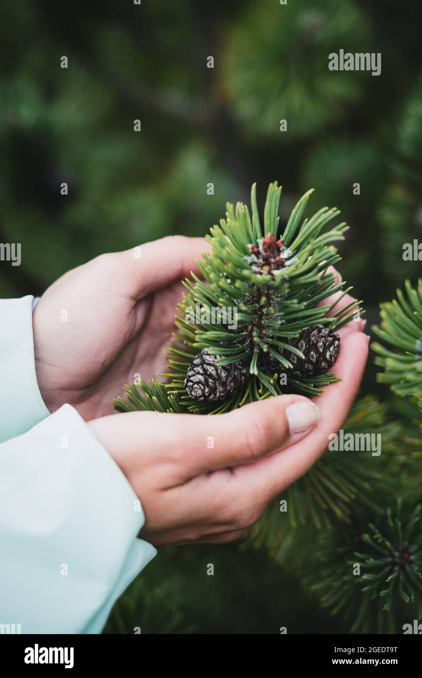 Female hand holding sprout wild pine tree in nature green forest. Earth ...