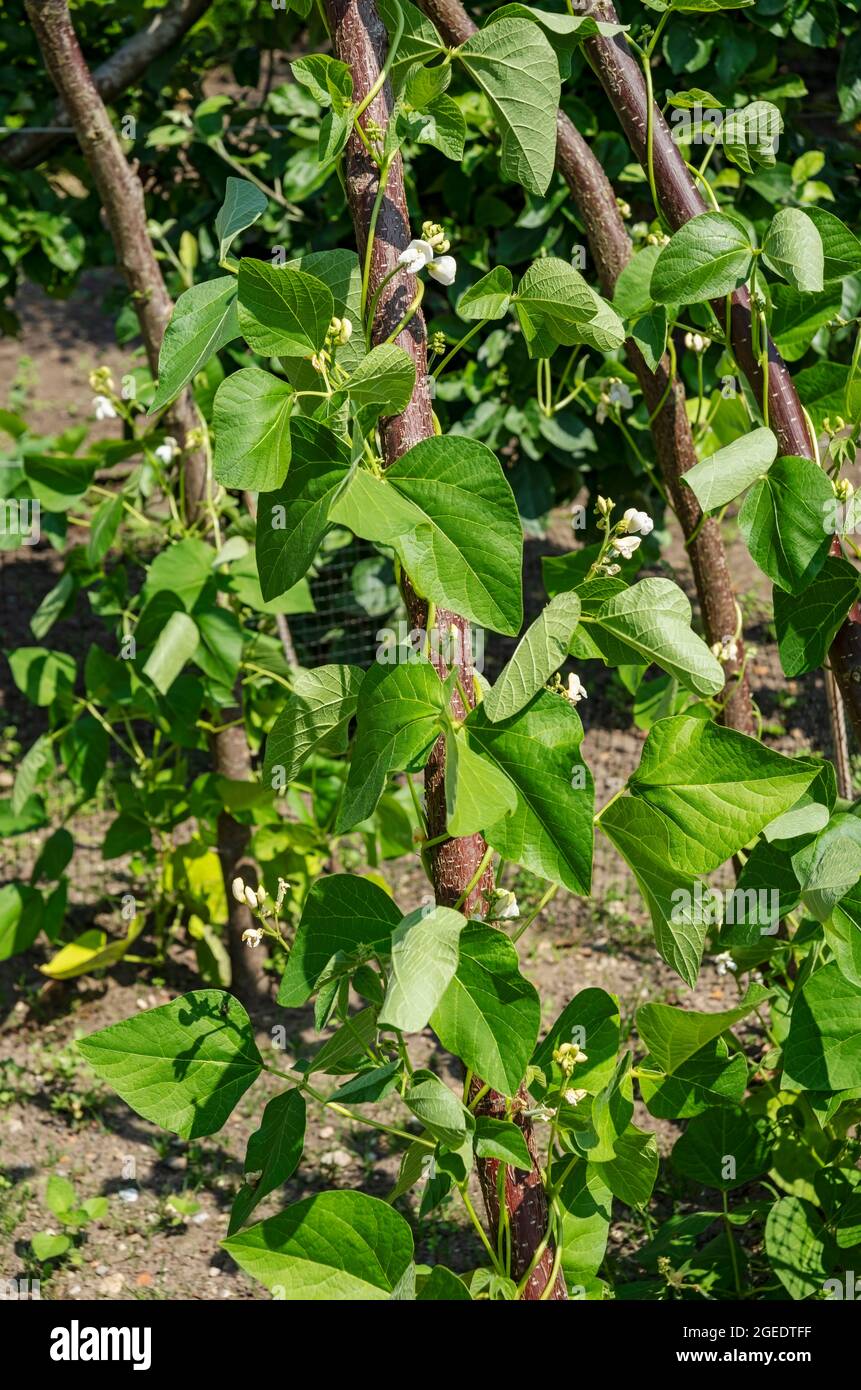 Close up of runner bean plants 'White lady' growing up a frame of ...