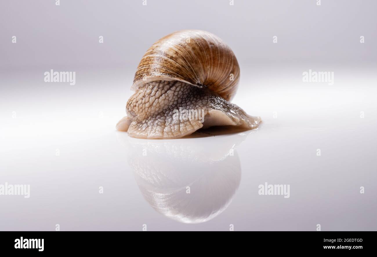 One gastropod shell hi-res stock photography and images - Alamy