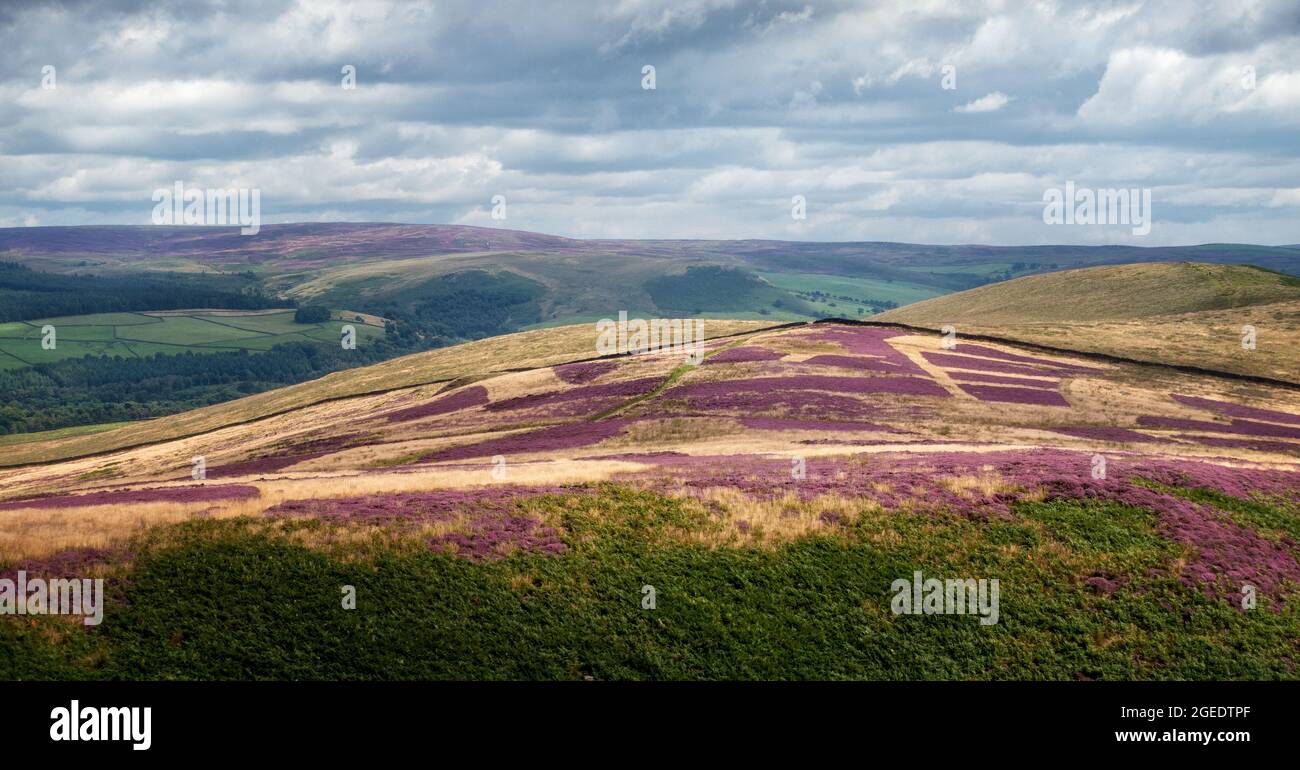 Heather in full bloom hi-res stock photography and images - Alamy