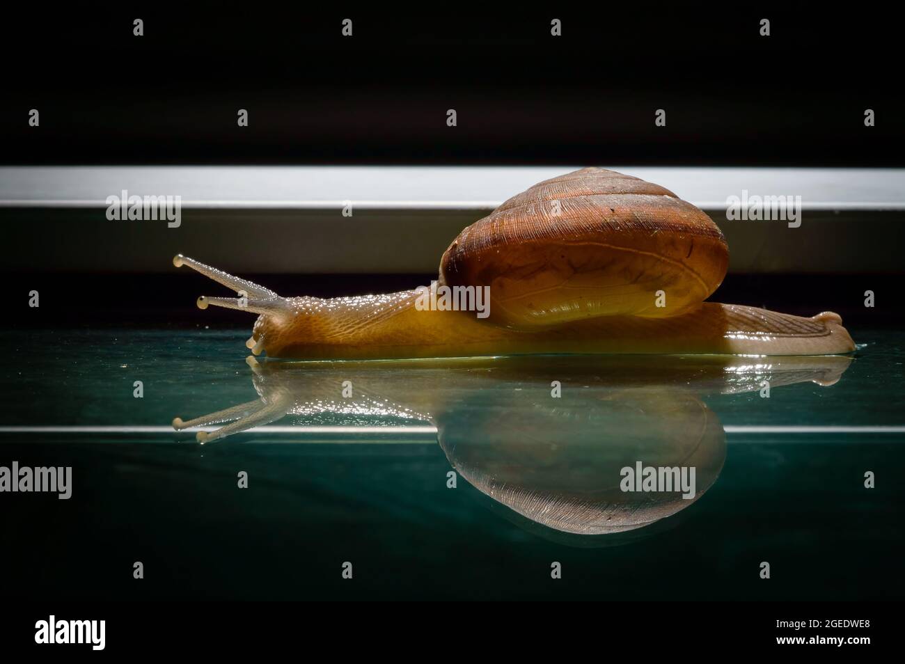 small snail walk slowly pass mirror in the dark Stock Photo - Alamy