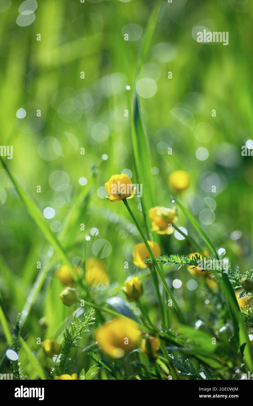 Yellow buttercup flower through dewy grass in summer morning Stock ...