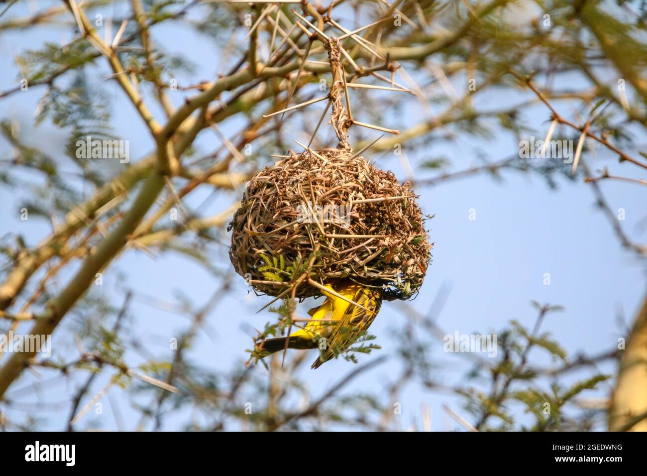 Weaver bird building nest hi-res stock photography and images - Alamy