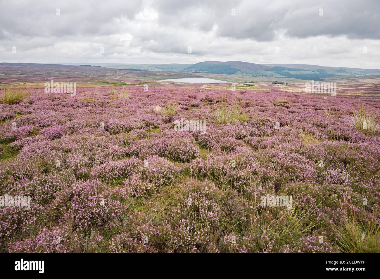 Heather blooming in August 2021, Bolton Abbey Estate.North Yorkshire ...