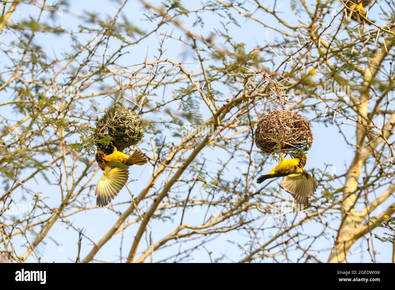 Weaver bird building nest hi-res stock photography and images - Alamy
