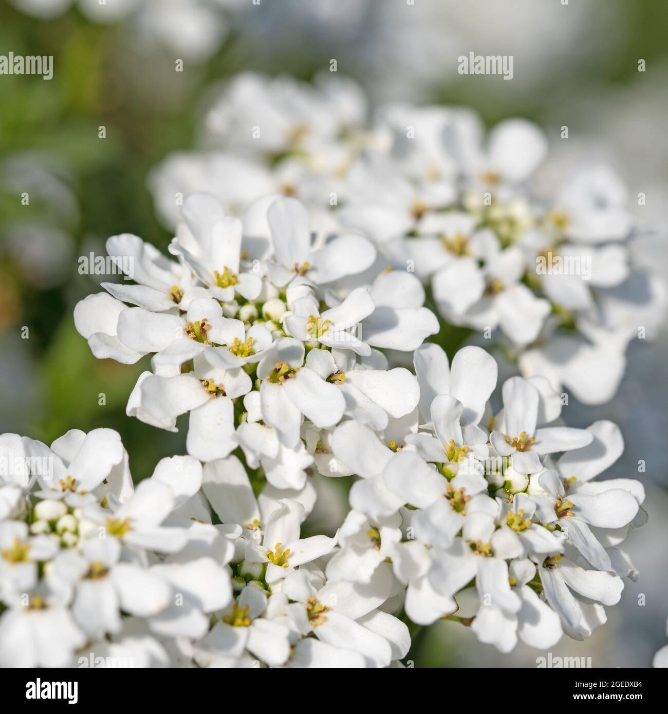 Spring flowering candytuft hi-res stock photography and images - Alamy