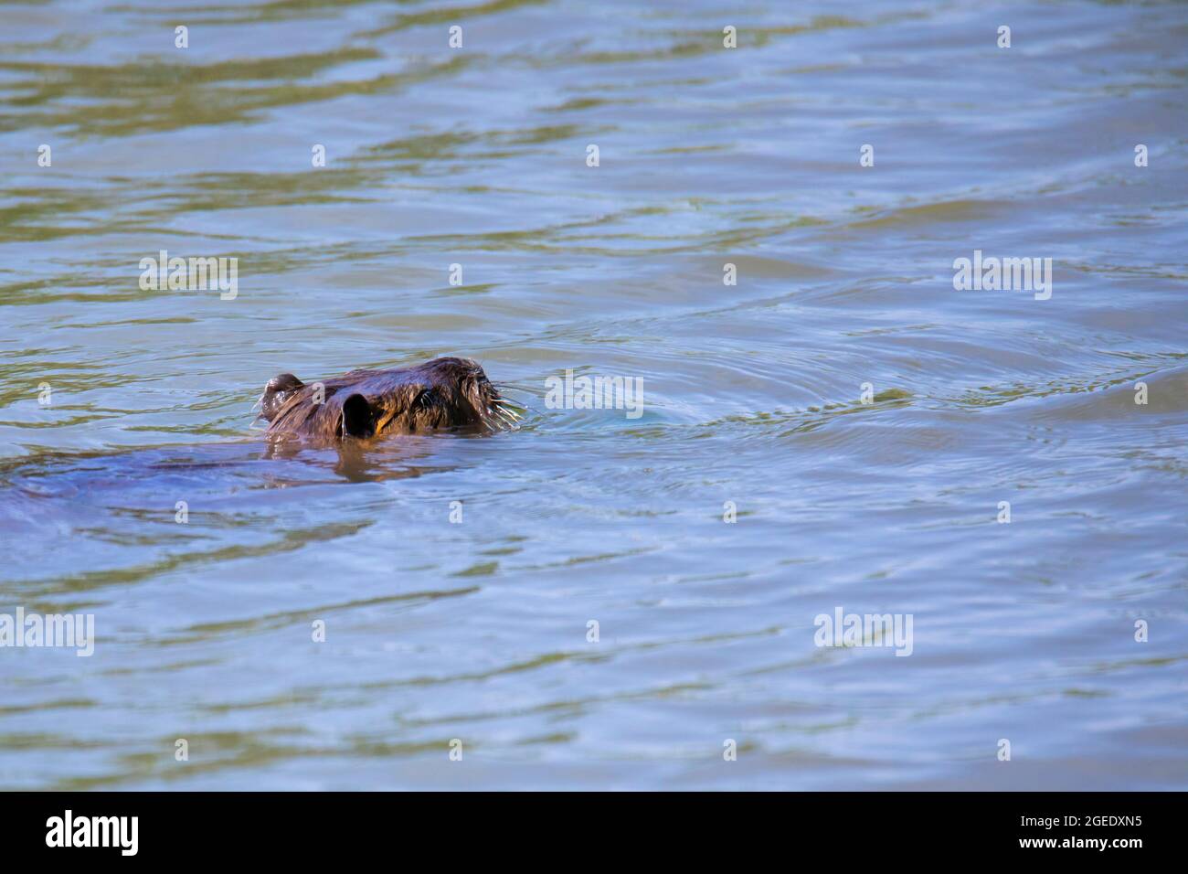 Big nutria hi-res stock photography and images - Alamy