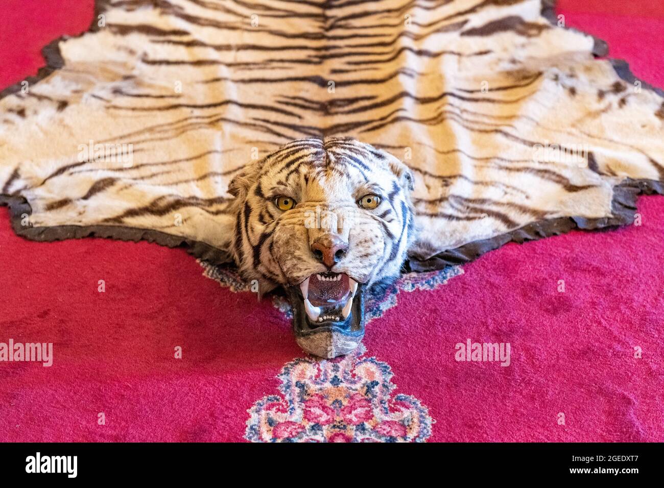 Tiger pelt decorating the floor of a room in Casa Loma. Casa Loma is a ...