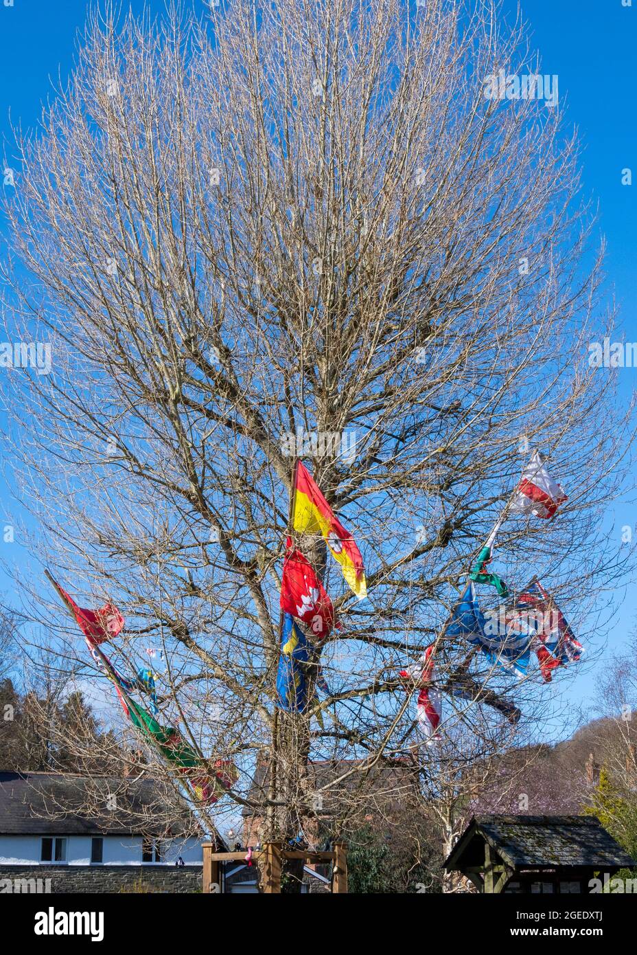 The Arbor Tree at Aston-on-Clun, near Craven Arms, south Shropshire ...